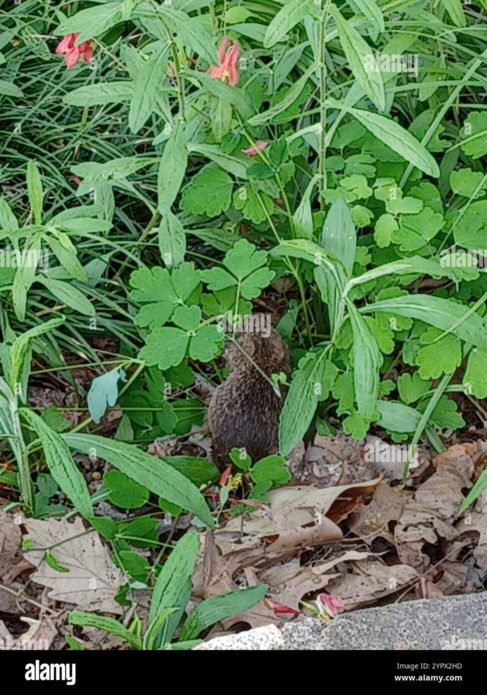 Hispid Cotton Rat (Sigmodon hispidus Stock Photo - Alamy