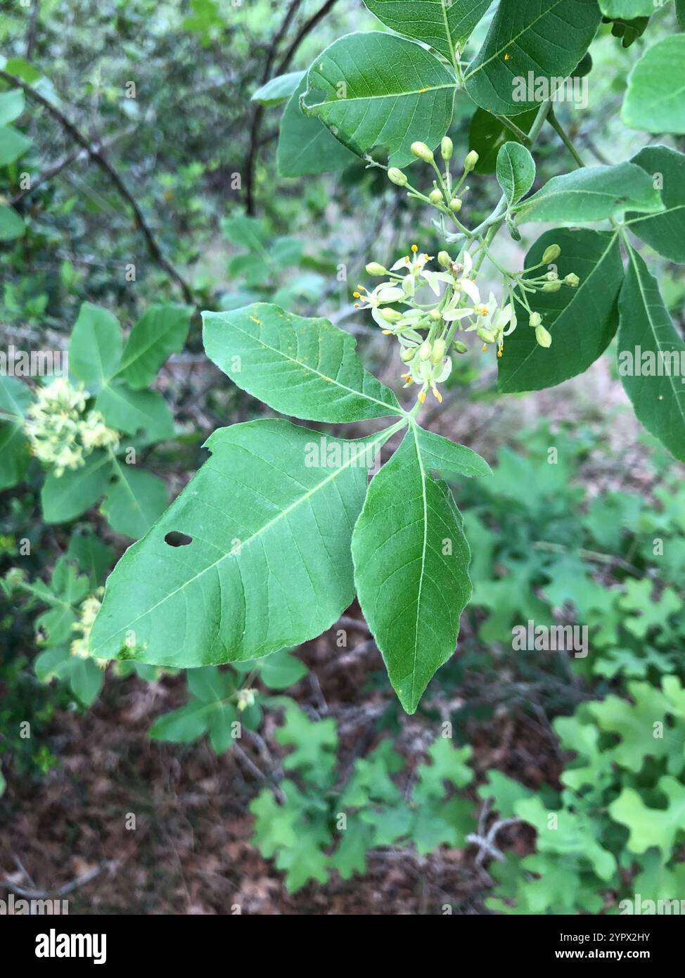 common hoptree (Ptelea trifoliata Stock Photo - Alamy