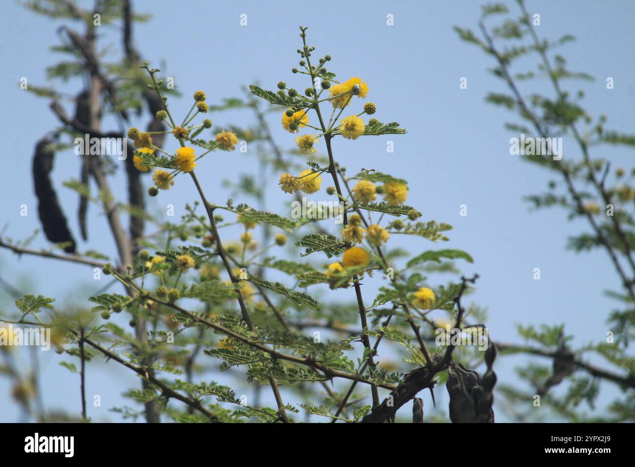 Sweet acacia (Vachellia farnesiana Stock Photo - Alamy