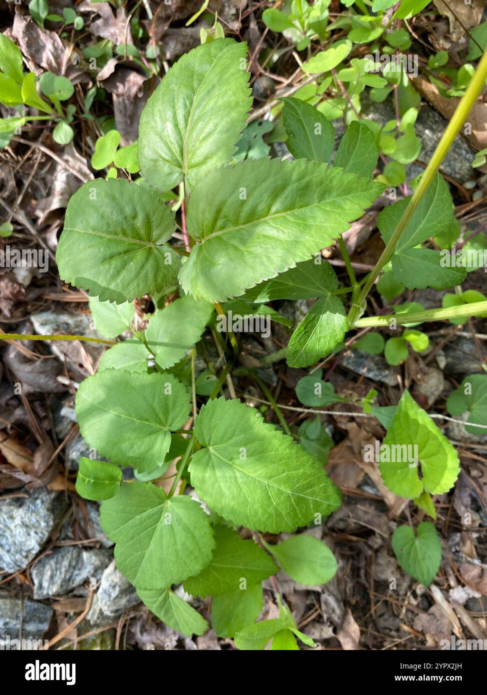 purple meadow-parsnip (Thaspium trifoliatum trifoliatum Stock Photo - Alamy