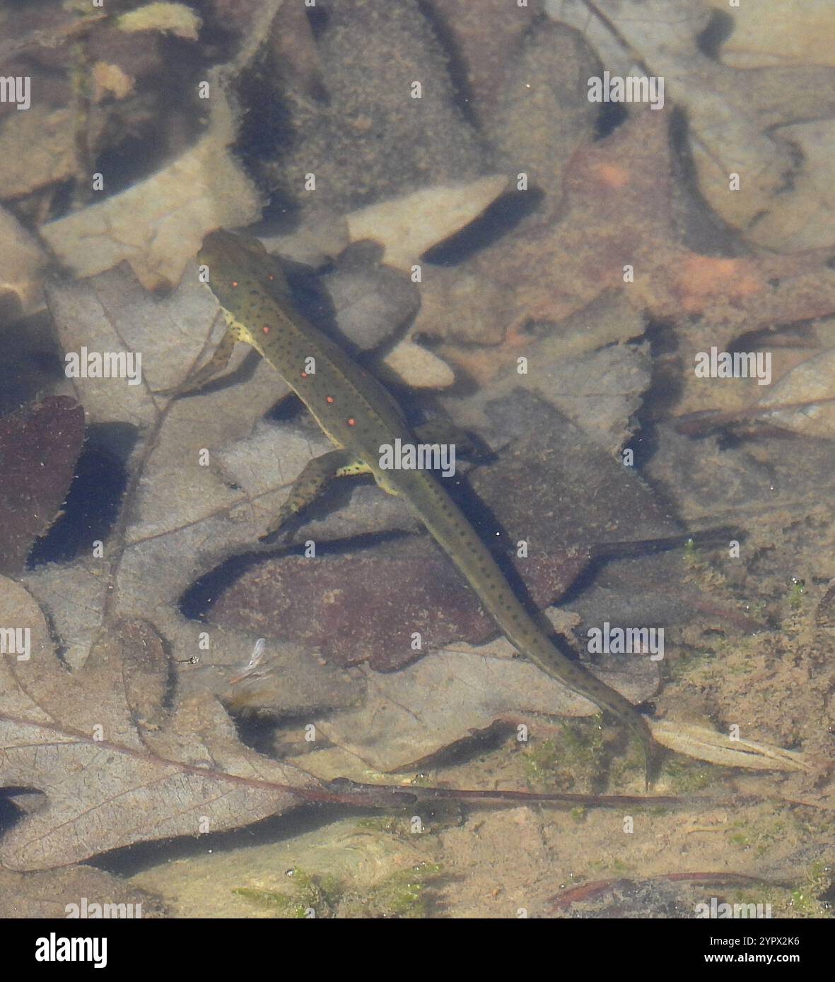 Eastern Newt (Notophthalmus viridescens Stock Photo - Alamy
