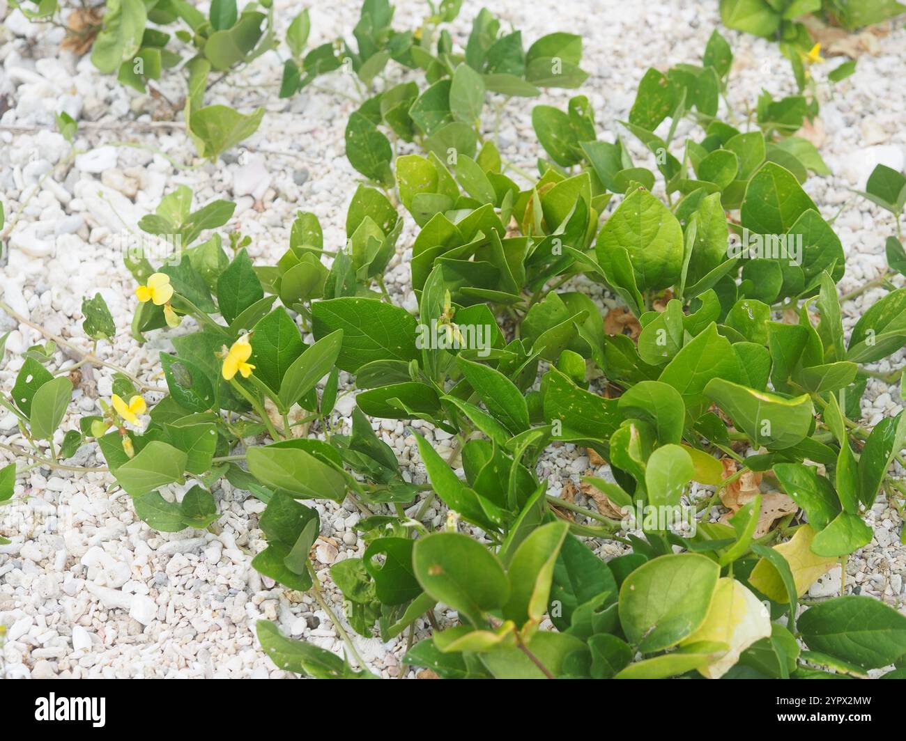 beach pea (Vigna marina Stock Photo - Alamy