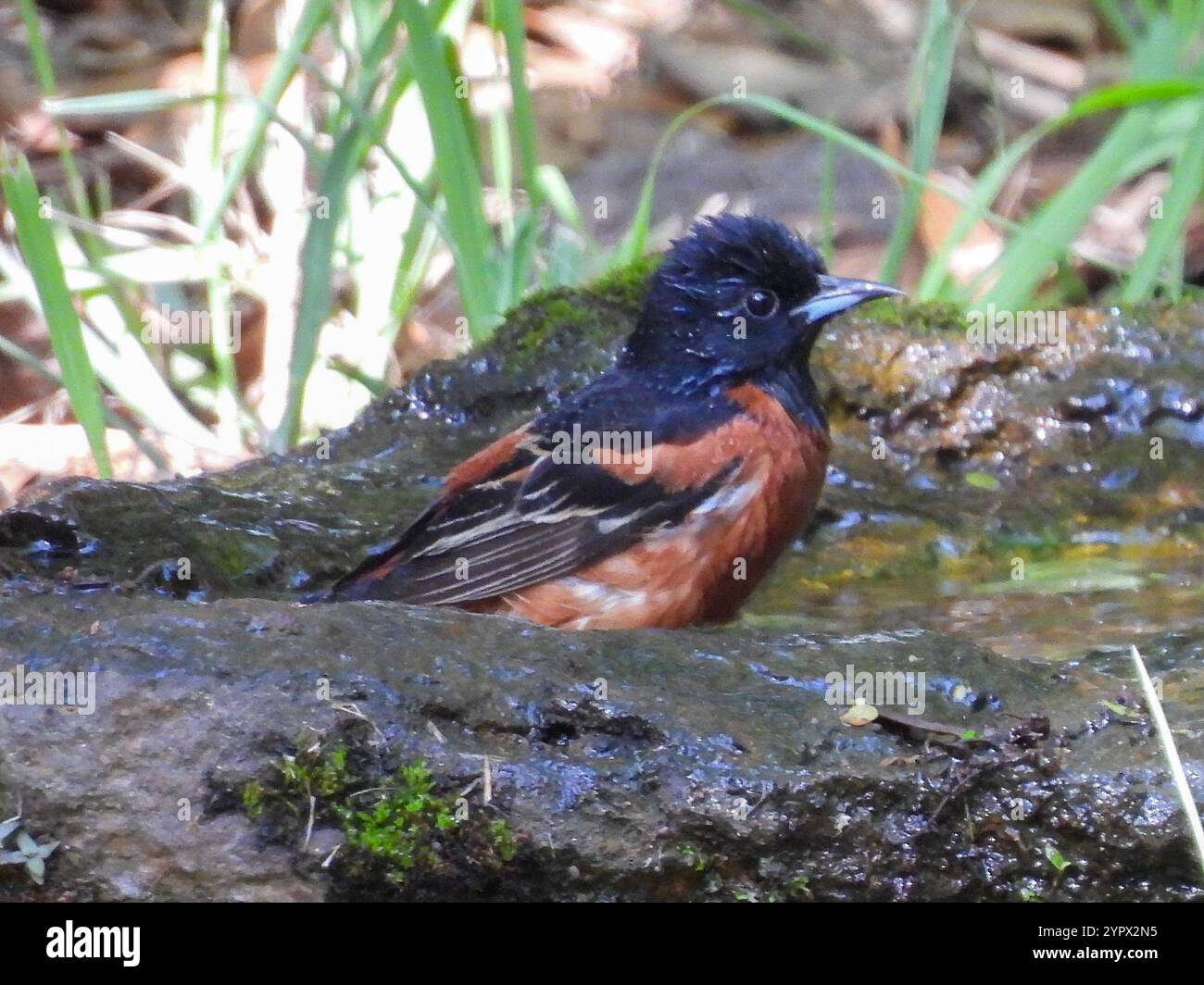 Orchard Oriole (Icterus spurius Stock Photo - Alamy