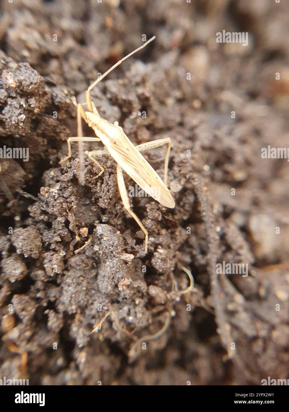 Grass bug (Stenodema laevigata Stock Photo - Alamy