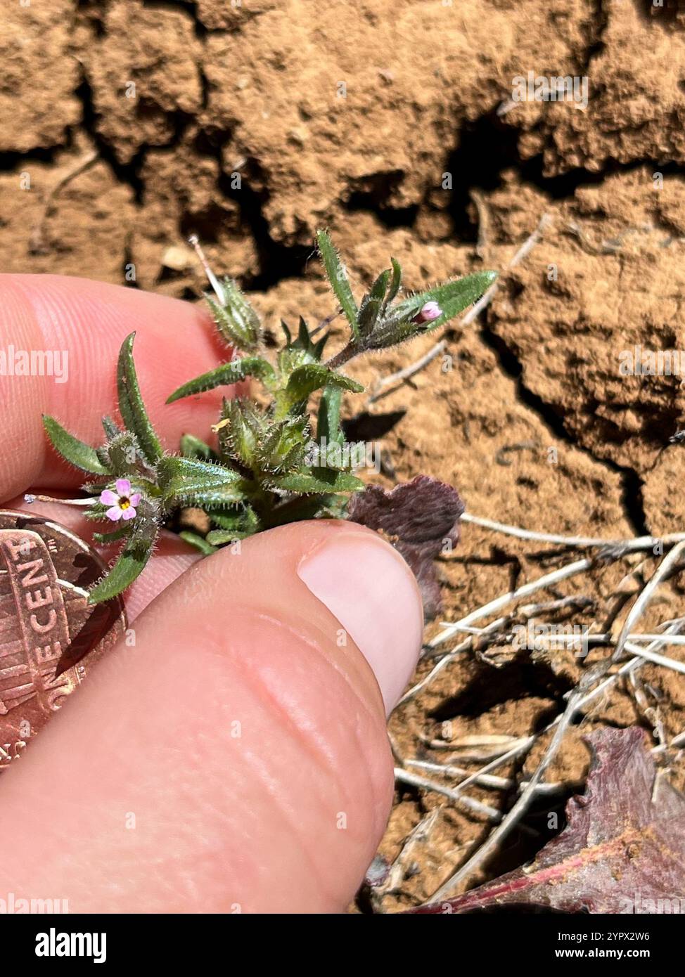 slender phlox (Microsteris gracilis Stock Photo - Alamy