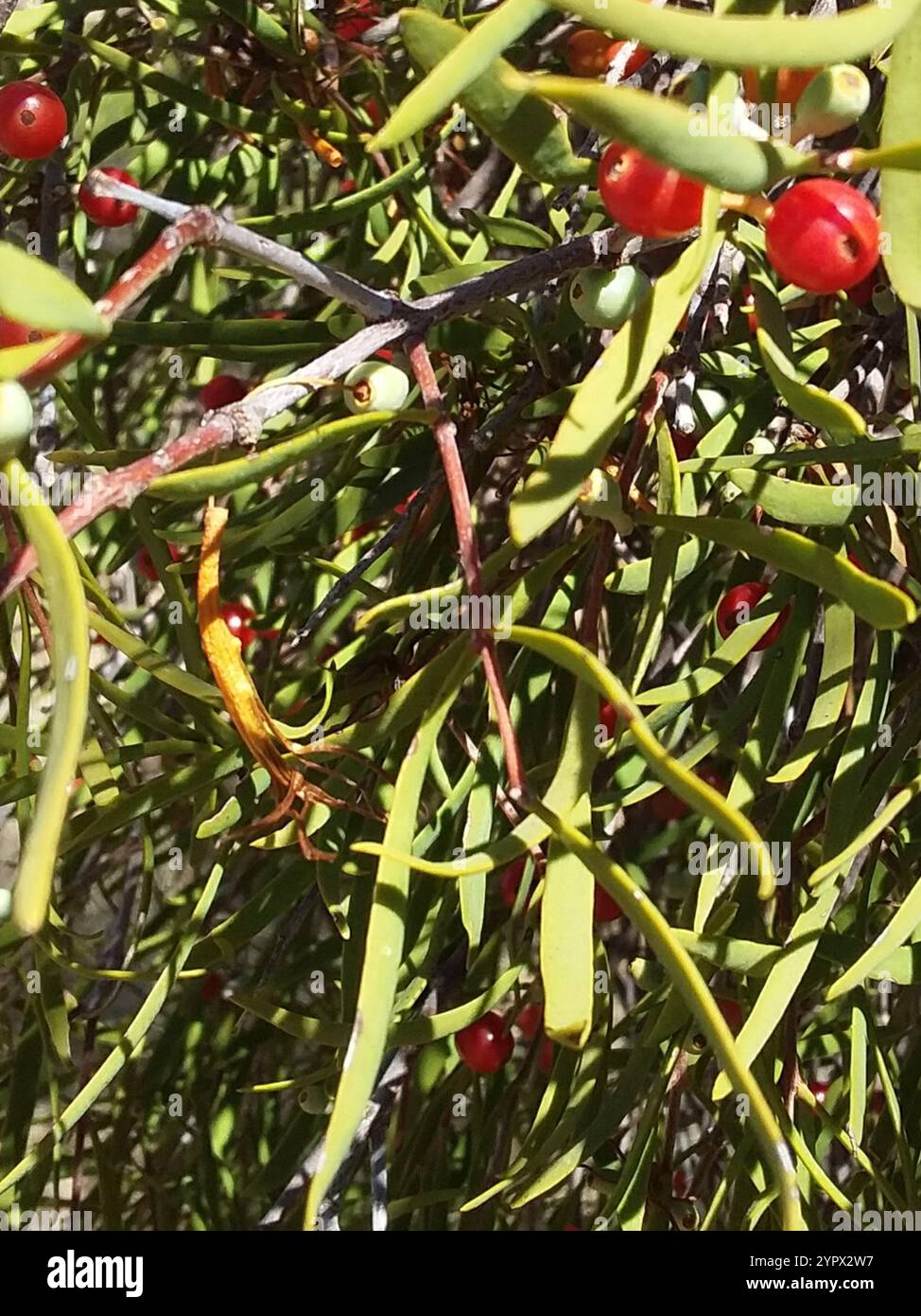 Harlequin Mistletoe (Lysiana exocarpi Stock Photo - Alamy