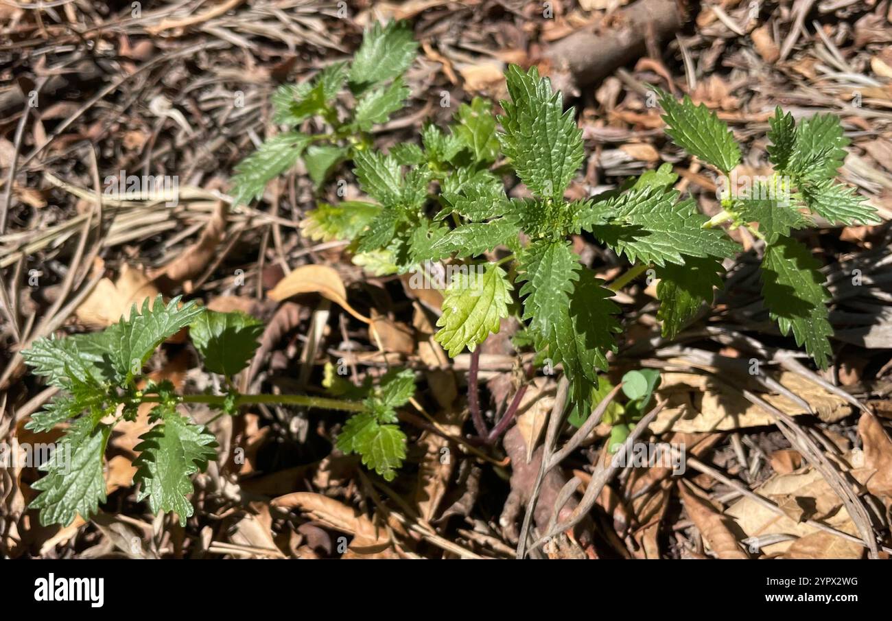 Dwarf Nettle (Urtica urens Stock Photo - Alamy
