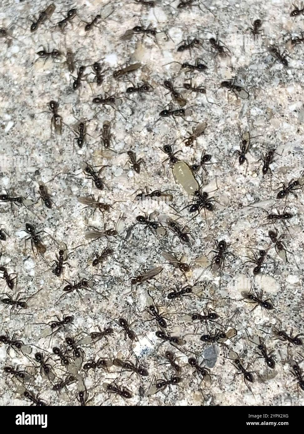 Longhorn Crazy Ant (Paratrechina longicornis Stock Photo - Alamy