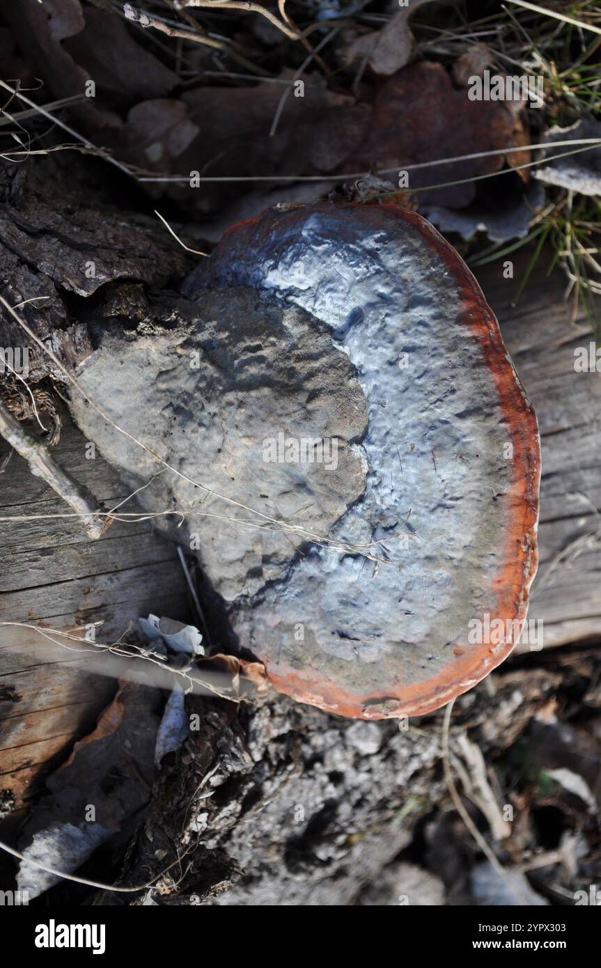Red-banded Polypore (Fomitopsis pinicola Stock Photo - Alamy