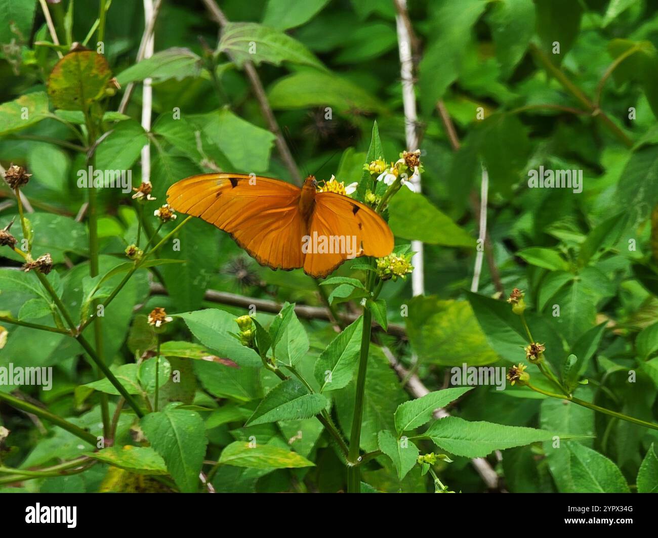 Julia Heliconian (Dryas iulia Stock Photo - Alamy
