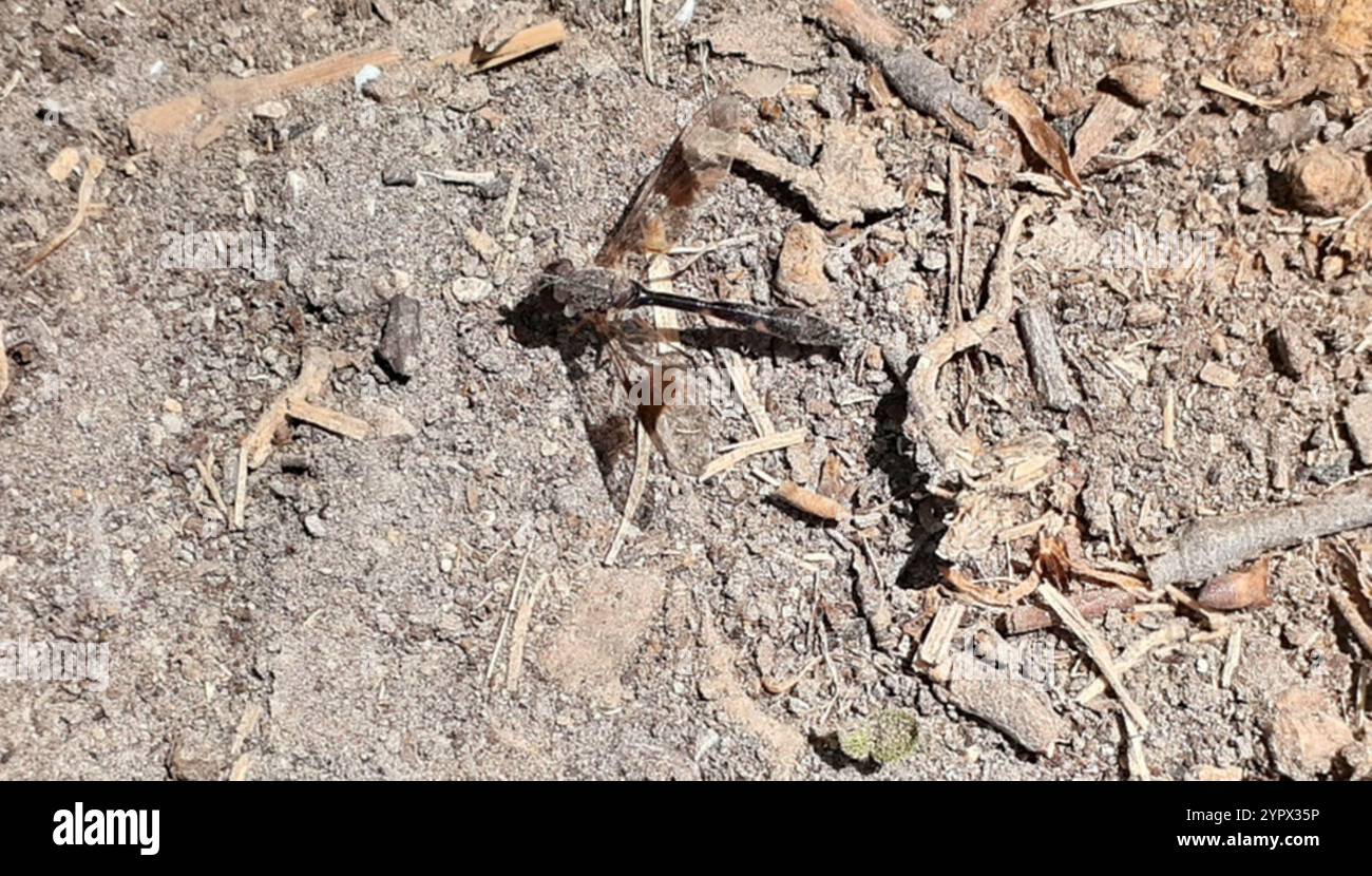 Eastern Band-winged Hover Fly (Hypocritanus fascipennis Stock Photo - Alamy
