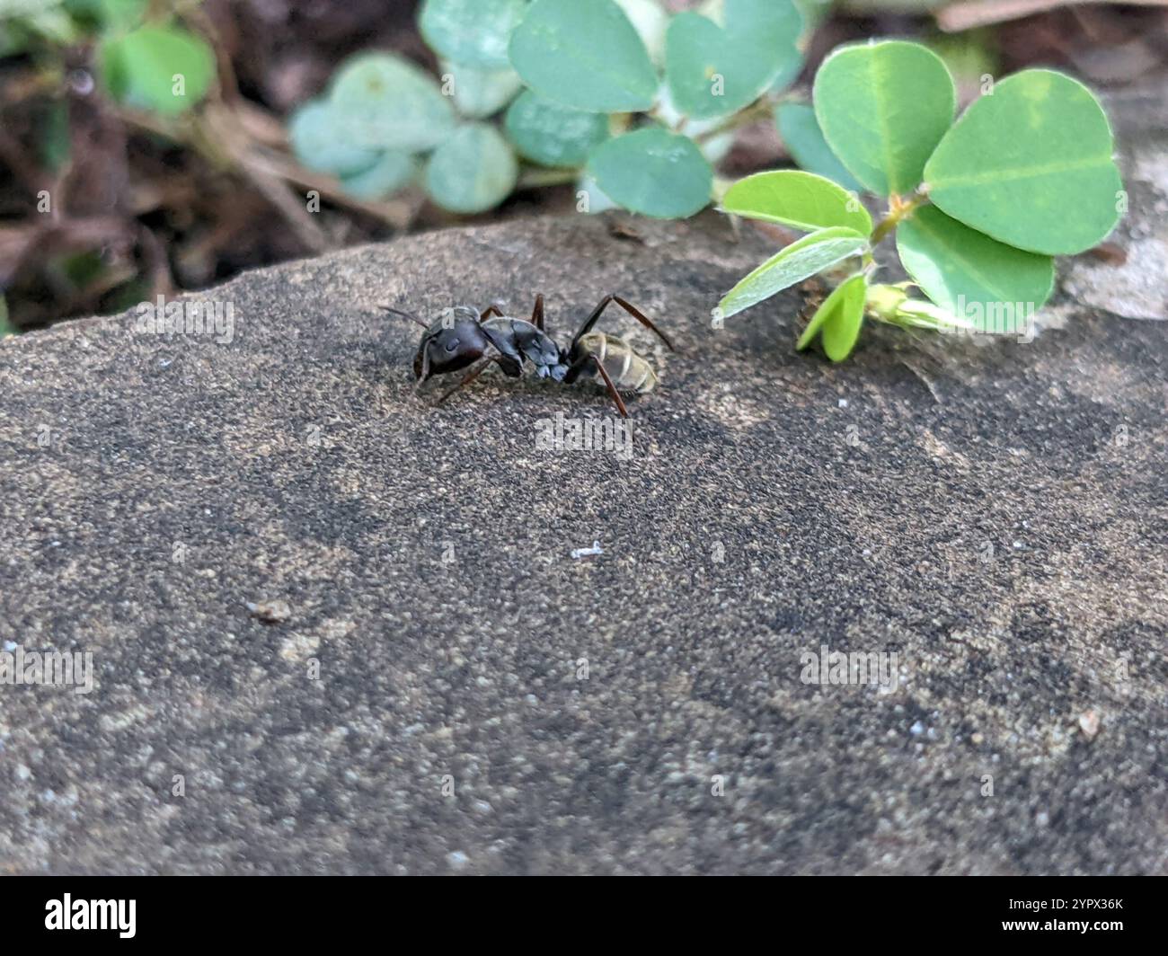 Shiny sugar ant (Camponotus cinctellus Stock Photo - Alamy