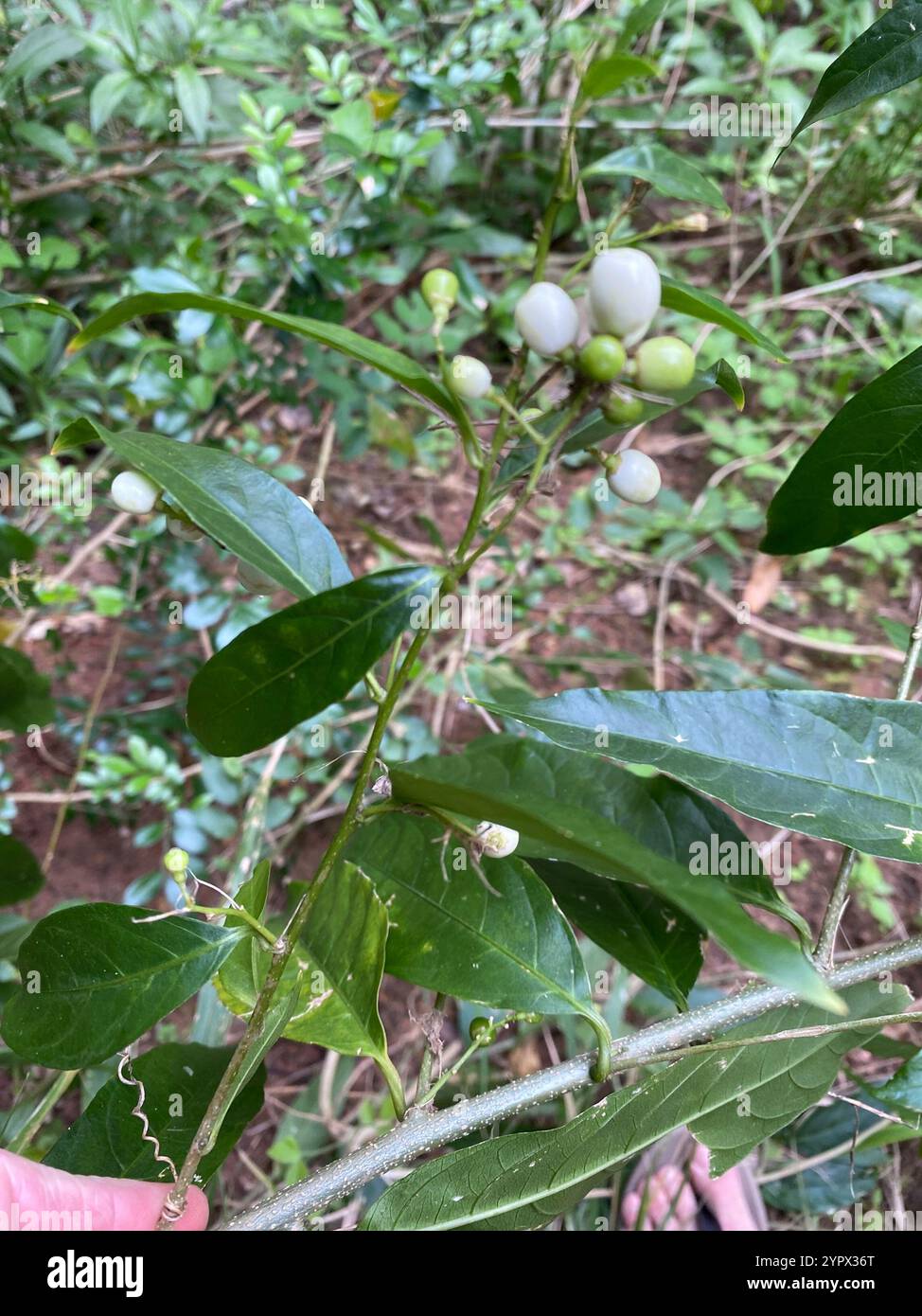 night jessamine (Cestrum nocturnum Stock Photo - Alamy