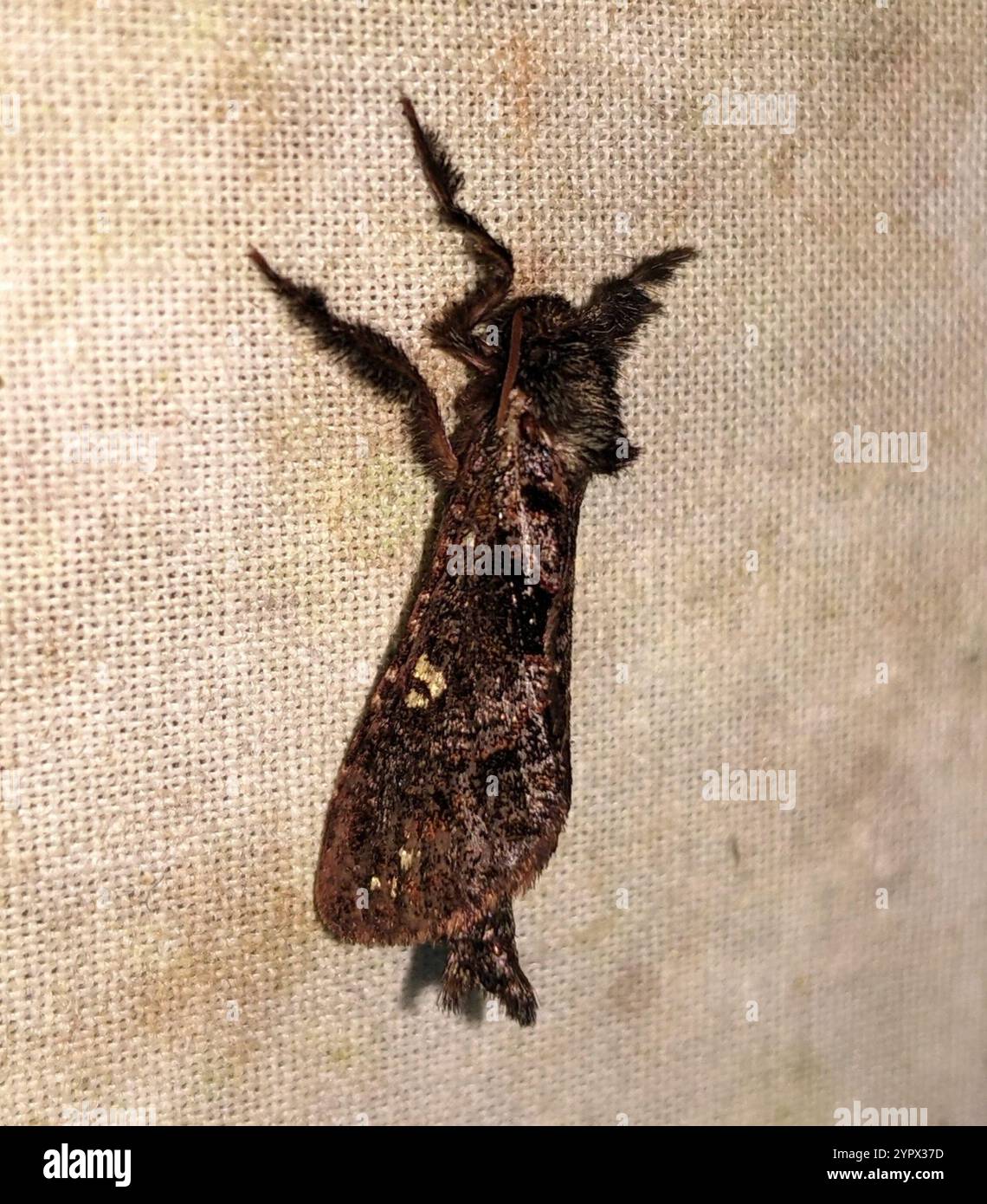 Swift Moths (Hepialidae Stock Photo - Alamy