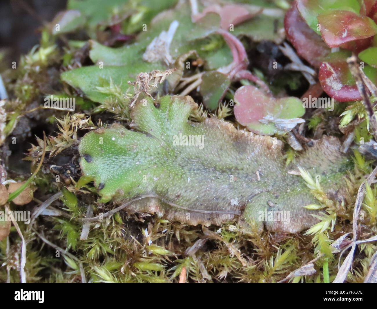 Common Liverwort (Marchantia polymorpha Stock Photo - Alamy