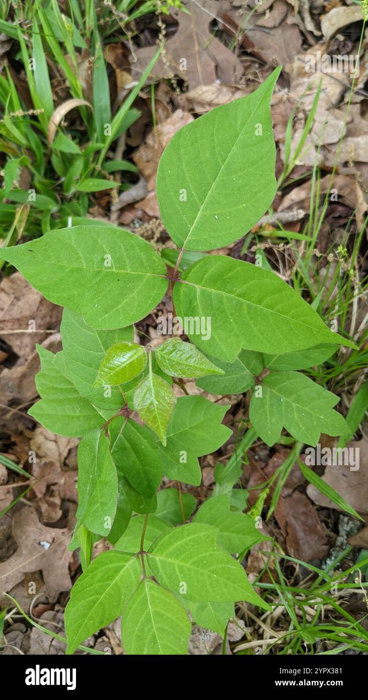 eastern poison ivy (Toxicodendron radicans Stock Photo - Alamy