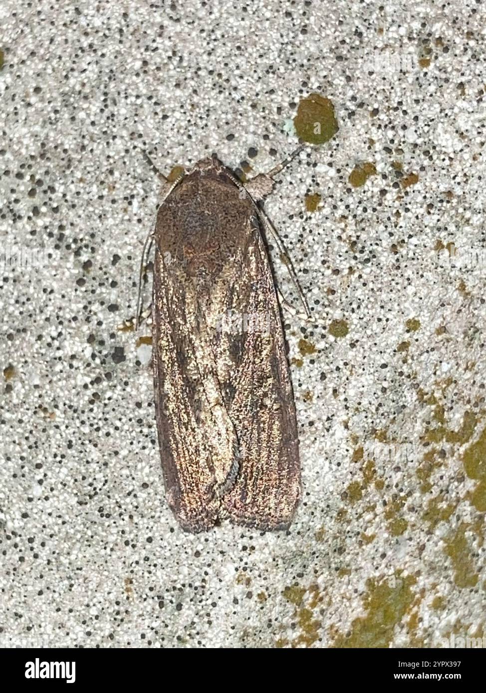 Fall Armyworm Moth (Spodoptera frugiperda Stock Photo - Alamy