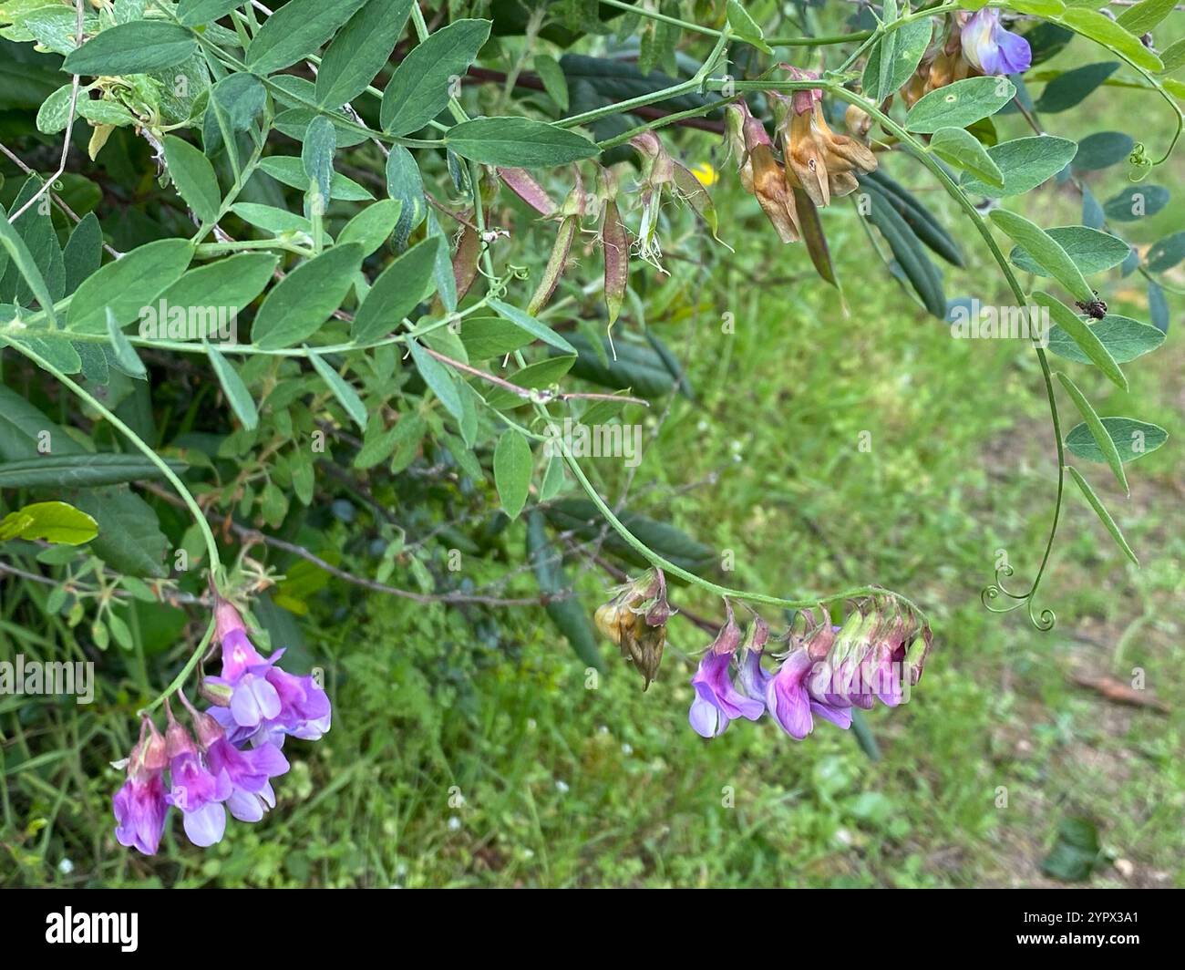 Pacific pea (Lathyrus vestitus Stock Photo - Alamy