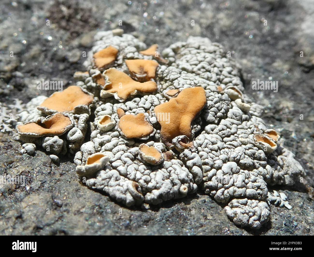 Scattered Rock-posy Lichen (Rhizoplaca subdiscrepans Stock Photo - Alamy