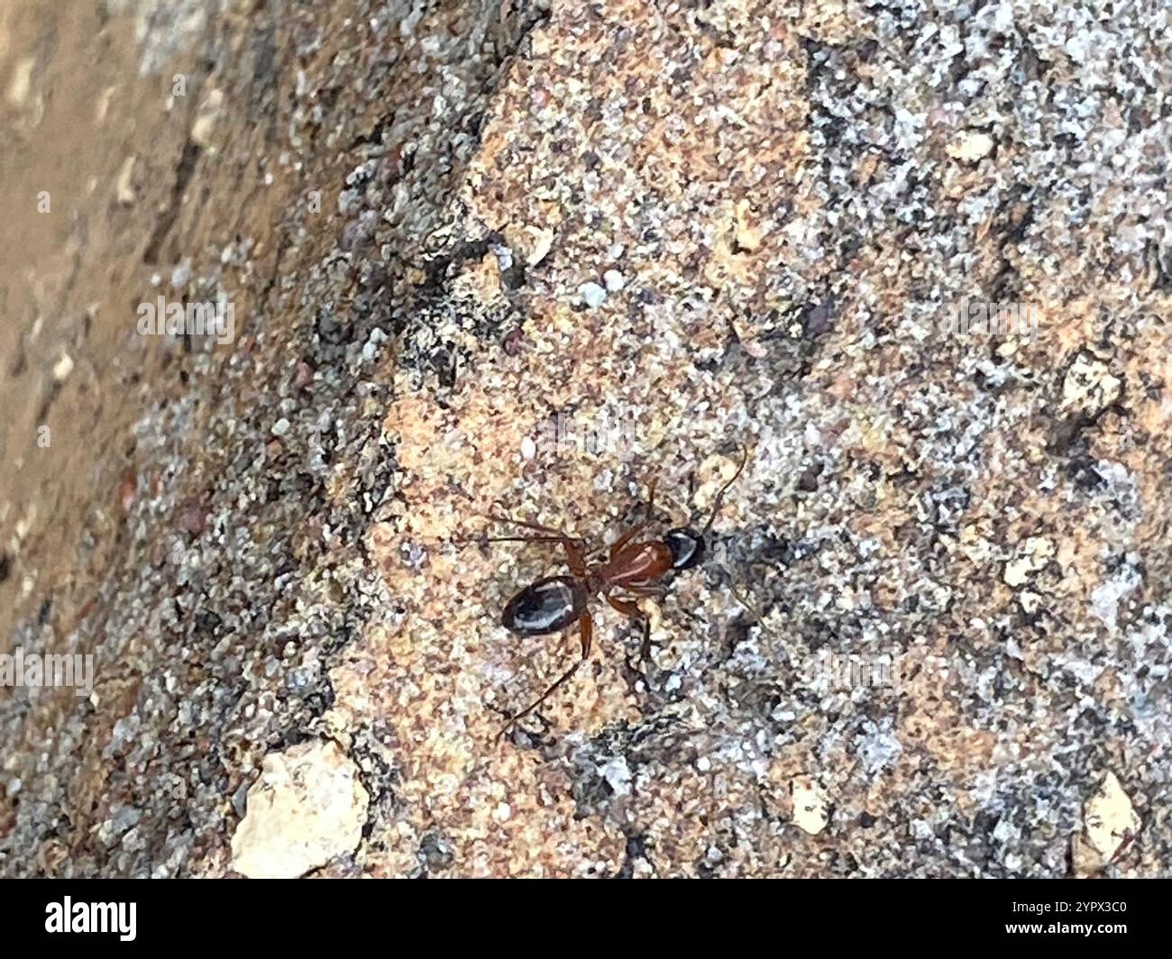Texas Carpenter Ant (Camponotus texanus Stock Photo - Alamy