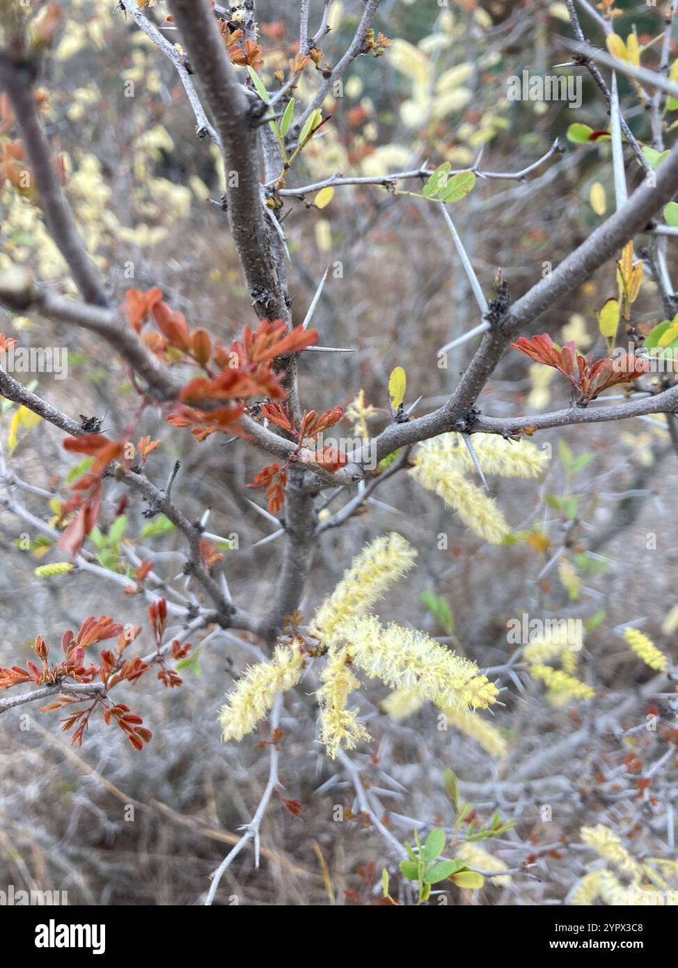 Blackbrush Acacia (Vachellia rigidula Stock Photo - Alamy