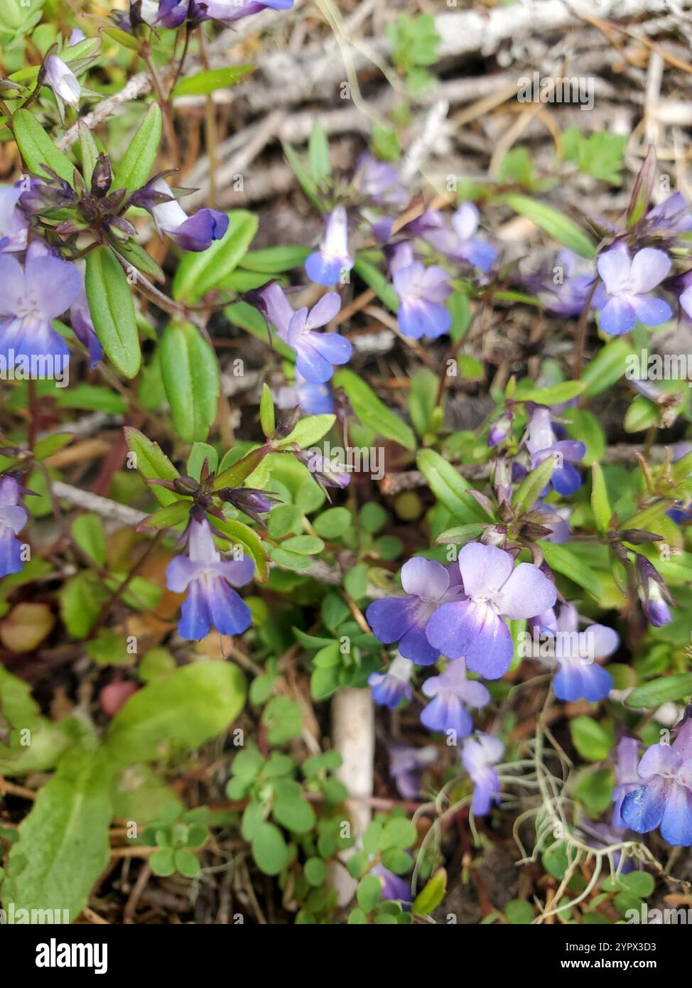 Giant Blue-eyed Mary (Collinsia grandiflora Stock Photo - Alamy