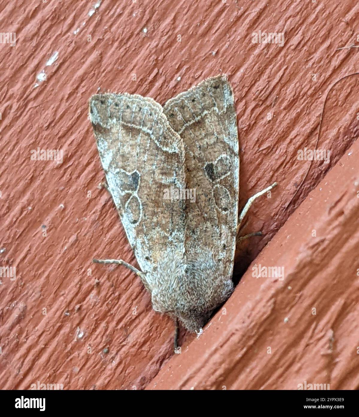 Speckled Green Fruitworm Moth (Orthosia hibisci Stock Photo - Alamy
