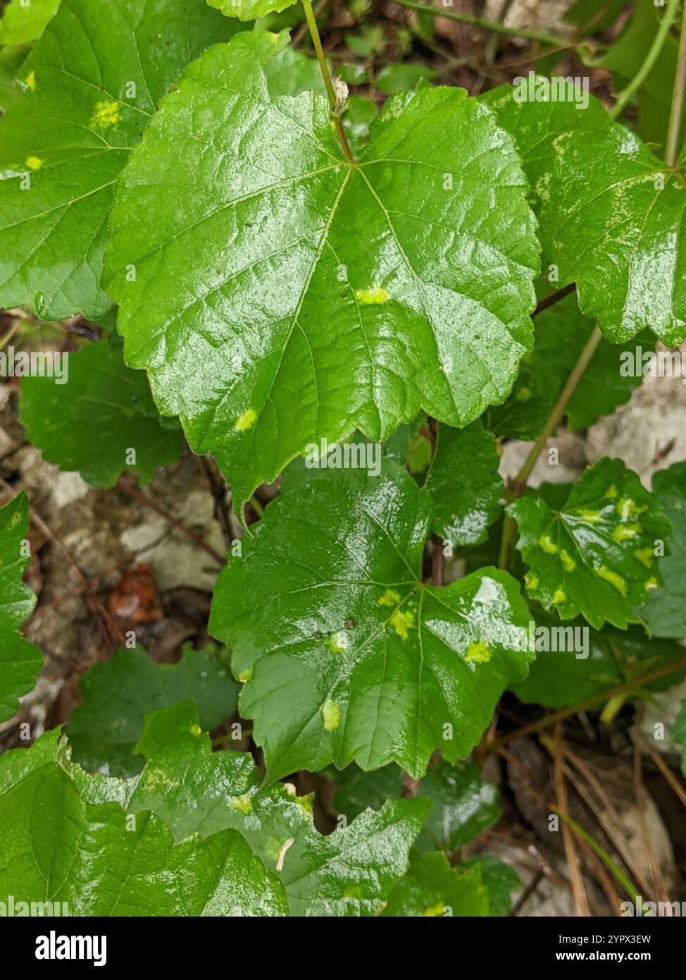 Grape erineum mite hi-res stock photography and images - Alamy