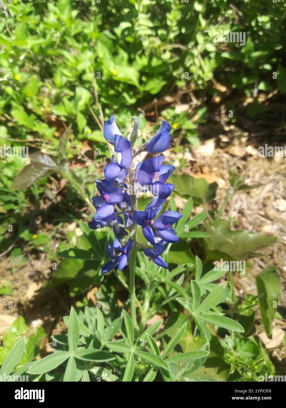 Texas bluebonnet (Lupinus texensis Stock Photo - Alamy