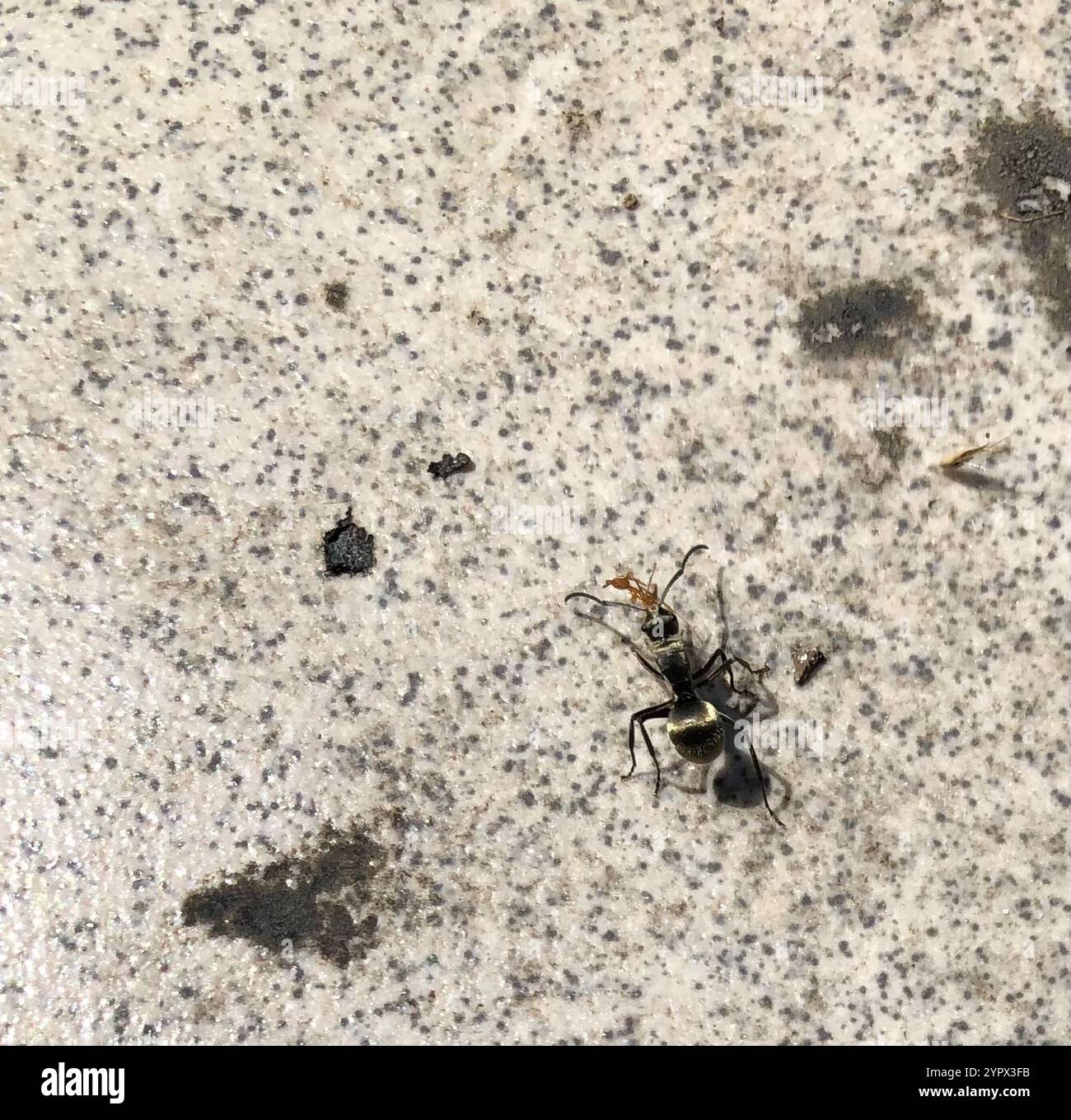 Spiny Ants (Polyrhachis Stock Photo - Alamy