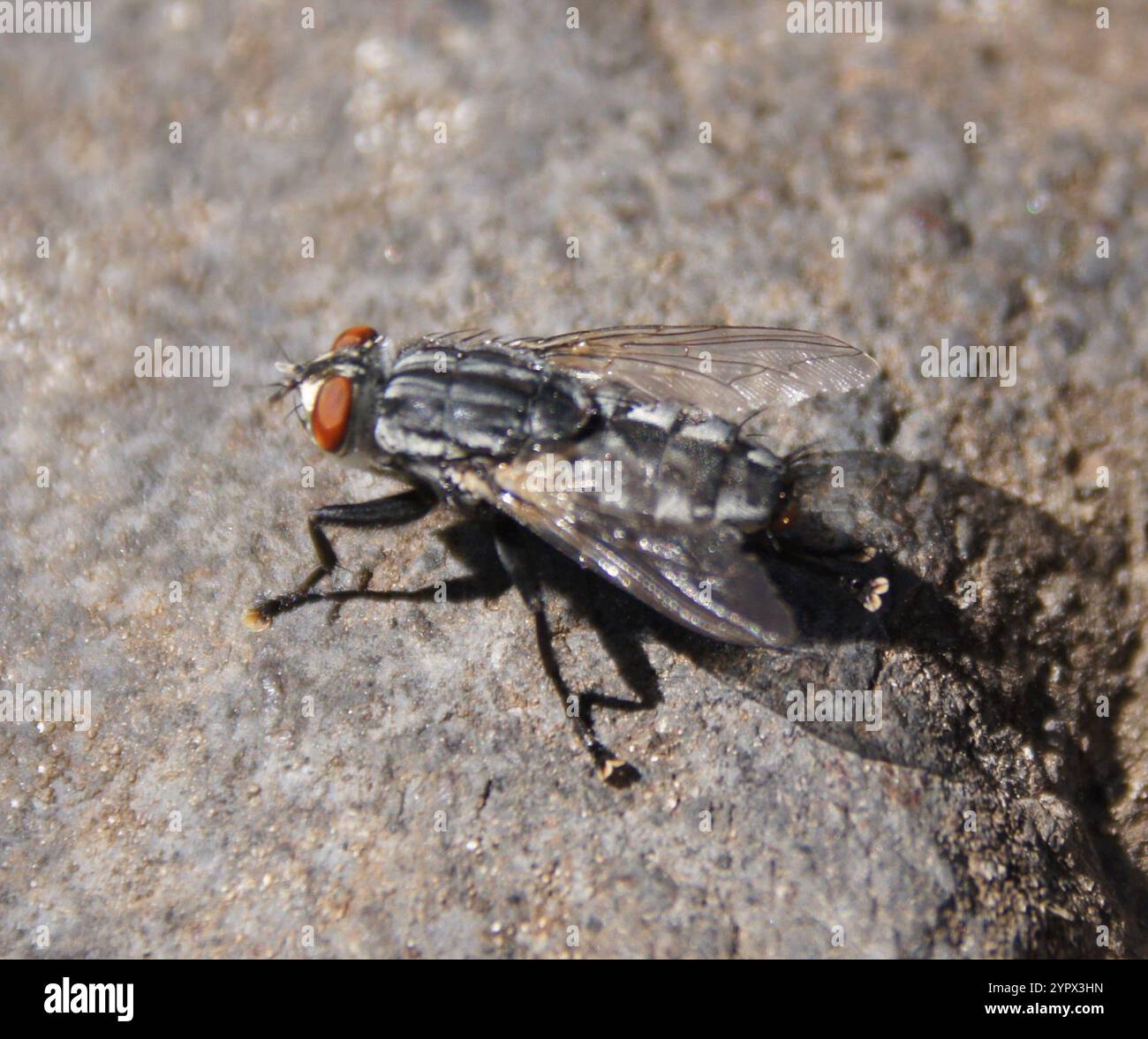 Common Flesh Flies (Sarcophaga Stock Photo - Alamy