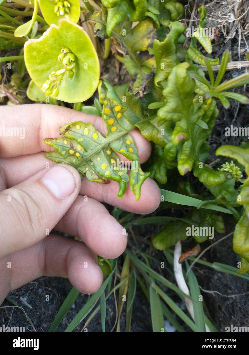 California Polypody (Polypodium californicum Stock Photo - Alamy