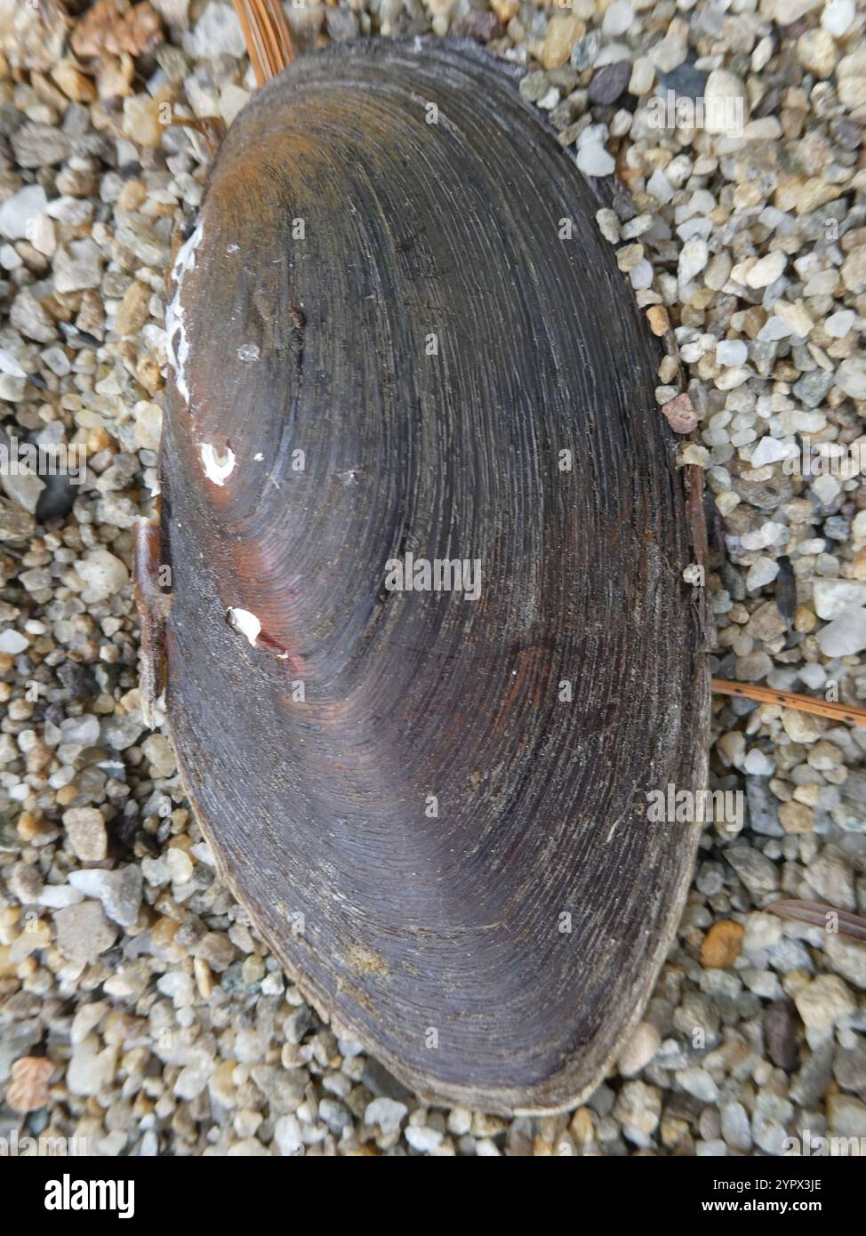 Eastern Elliptio (Elliptio complanata Stock Photo - Alamy
