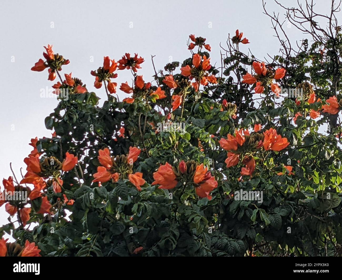 African tulip tree (Spathodea campanulata Stock Photo - Alamy