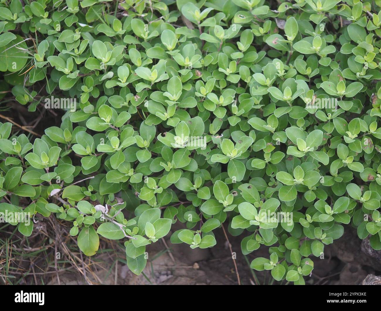 Beach vitex hi-res stock photography and images - Alamy
