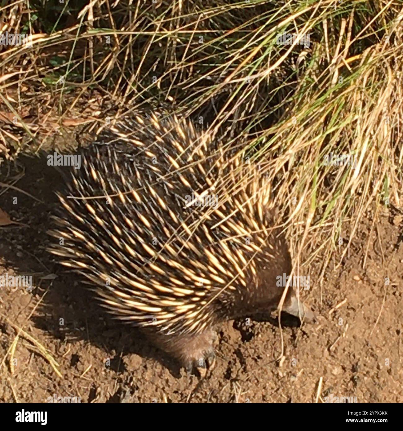 Eastern Short-beaked Echidna (Tachyglossus aculeatus aculeatus Stock ...