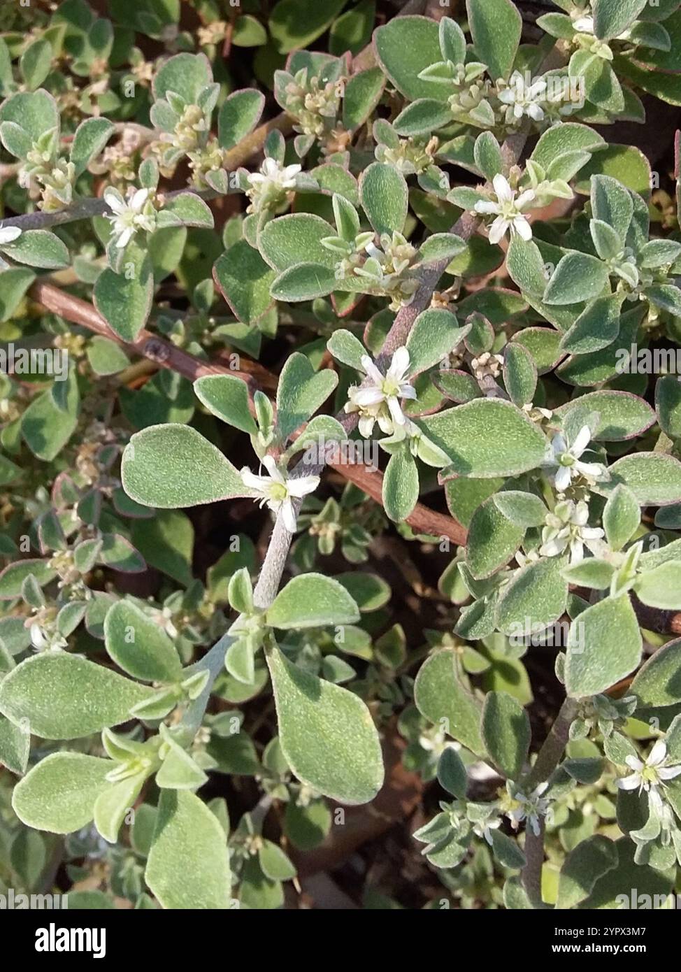 Coastal Galenia (Aizoon pubescens Stock Photo - Alamy