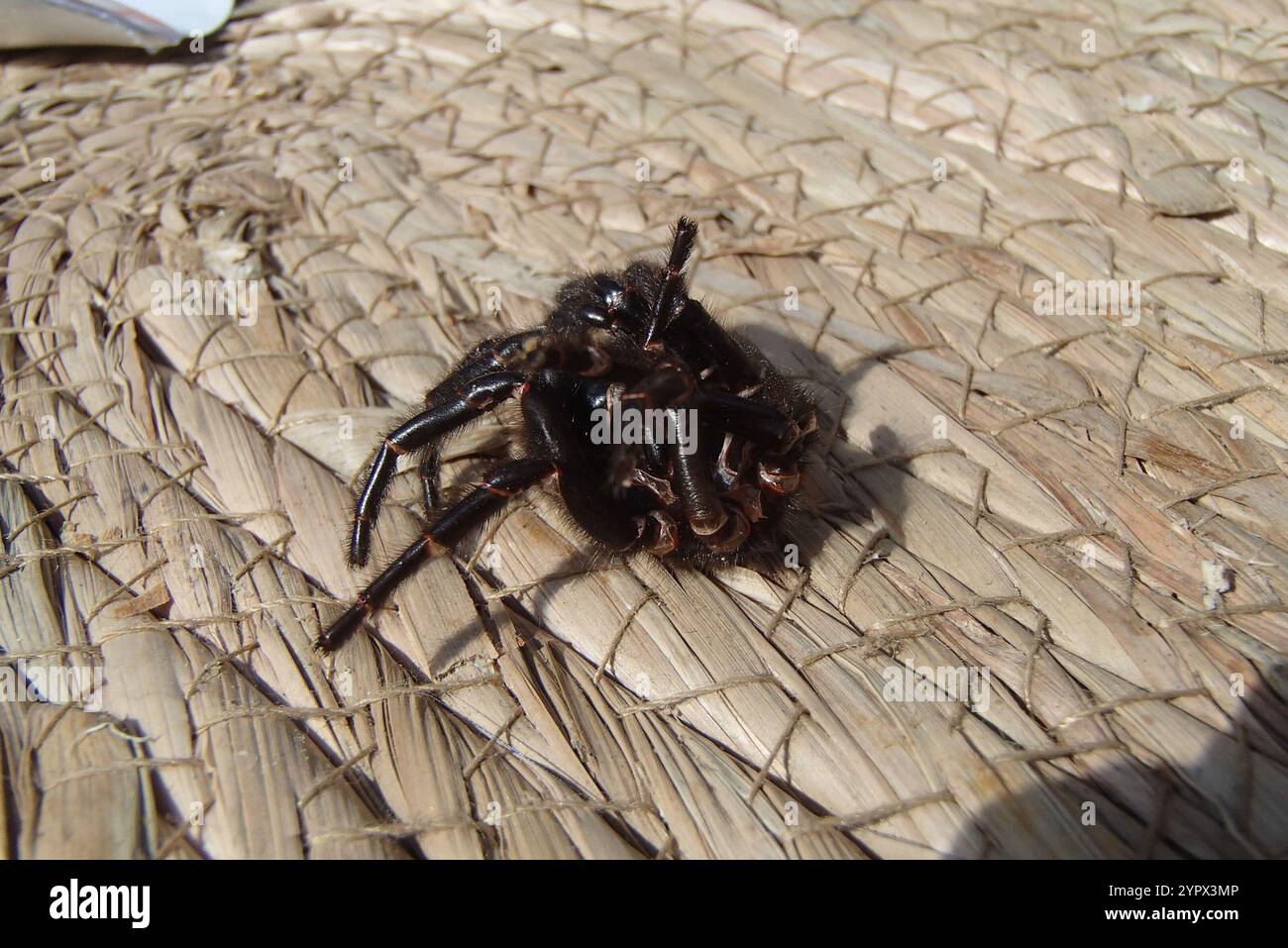 Australian Funnel-web Spiders (Atracidae Stock Photo - Alamy