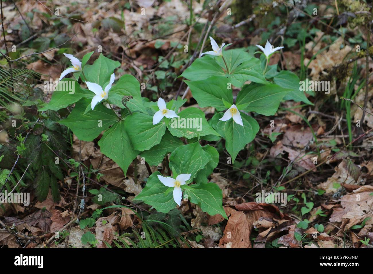 Pacific trillium (Trillium ovatum Stock Photo - Alamy