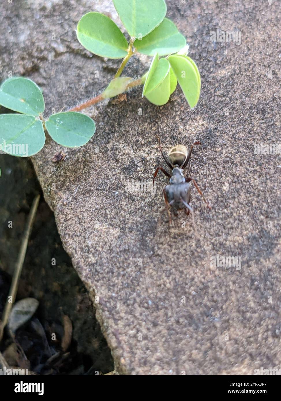 Shiny sugar ant (Camponotus cinctellus Stock Photo - Alamy