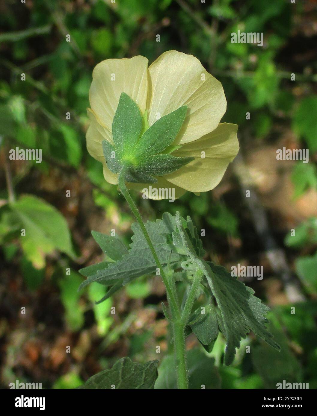 Pavonia burchellii hi-res stock photography and images - Alamy