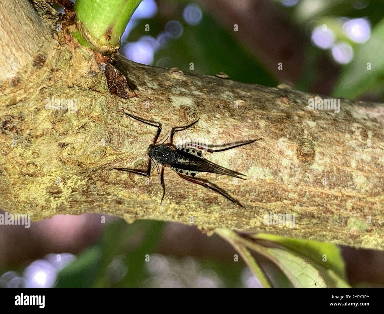 Giant Bark Aphid (Longistigma caryae Stock Photo - Alamy