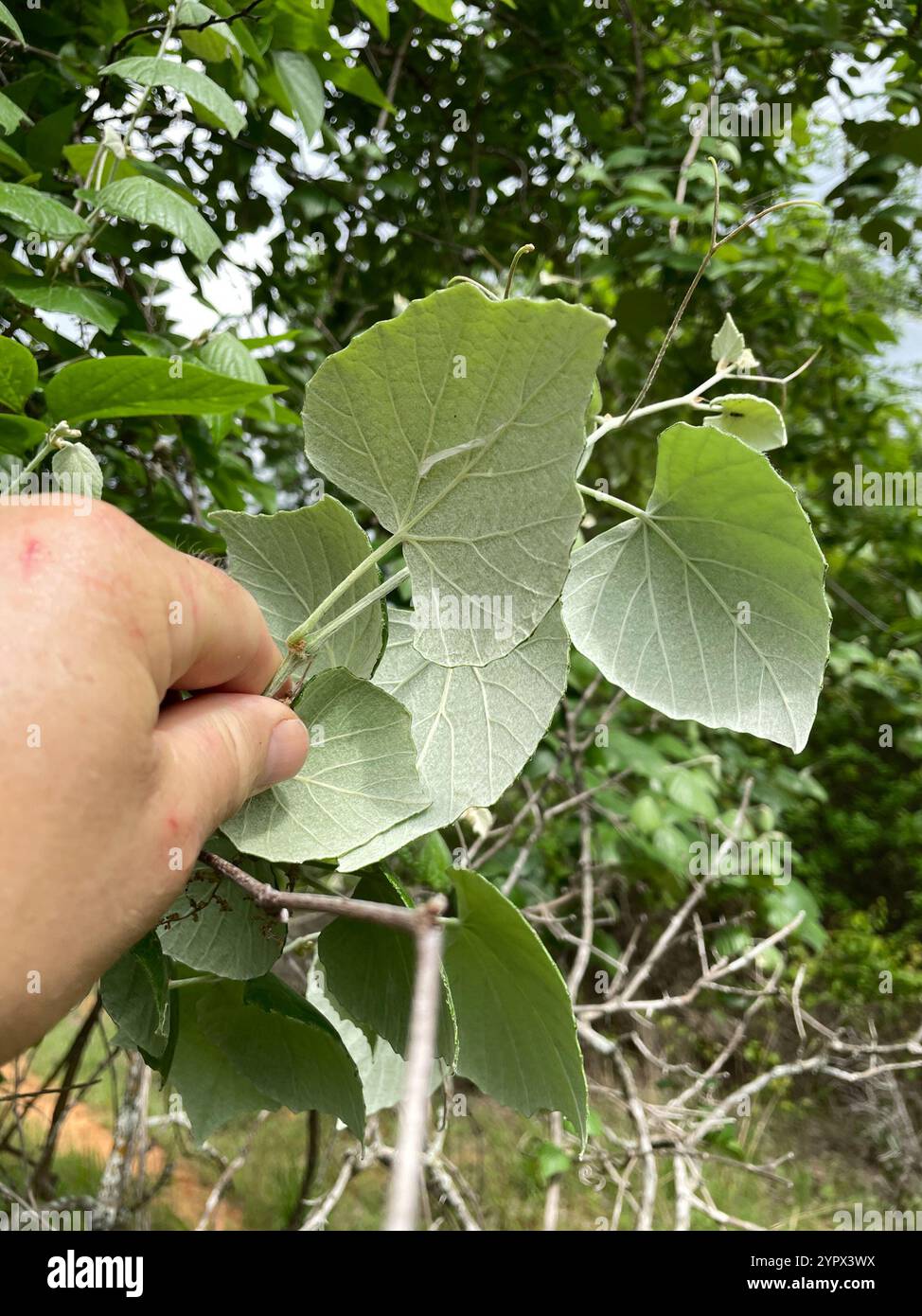 mustang grape (Vitis mustangensis Stock Photo - Alamy