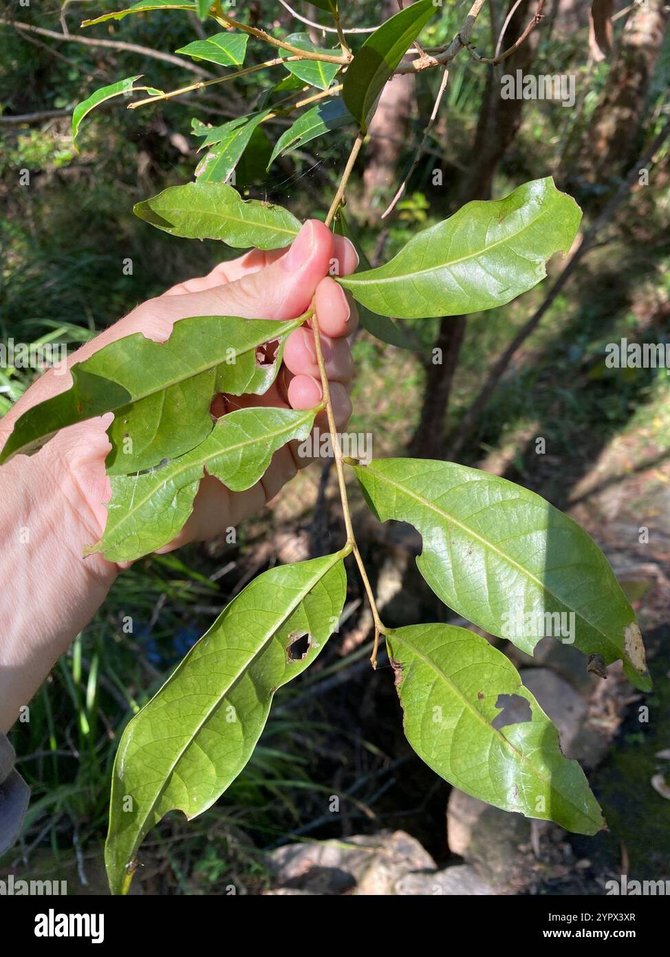 Cheese Tree (Glochidion ferdinandi Stock Photo - Alamy