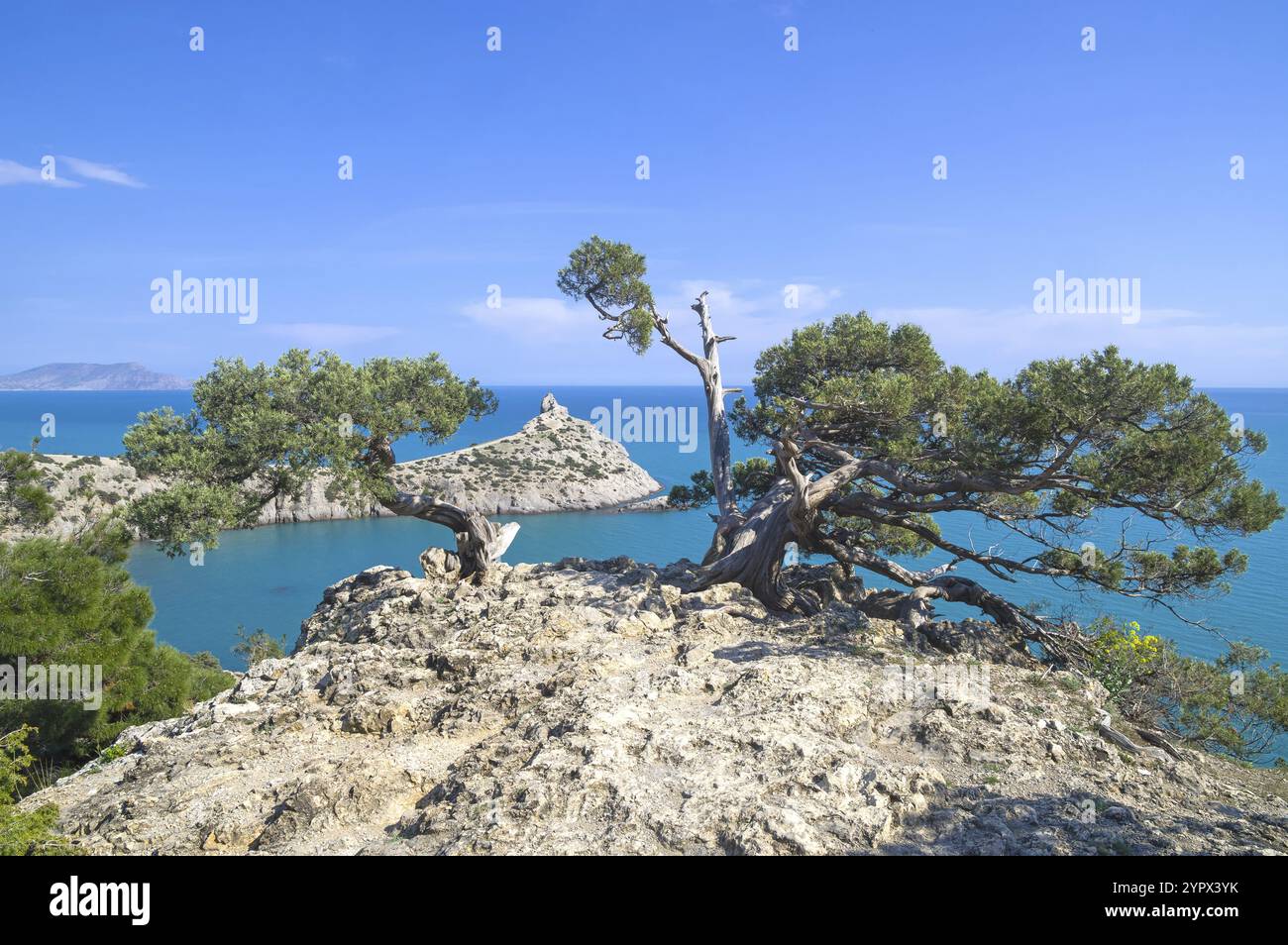 Two old curved relict tree-like juniper (Juniperus excelsa) . on a rock ...
