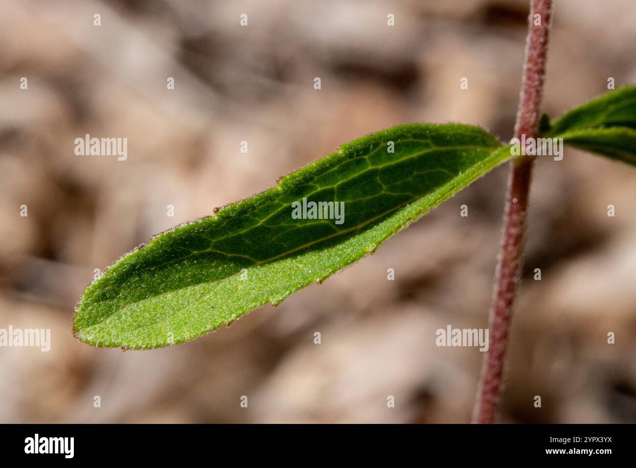 Plummer's Candyleaf (Stevia plummerae Stock Photo - Alamy