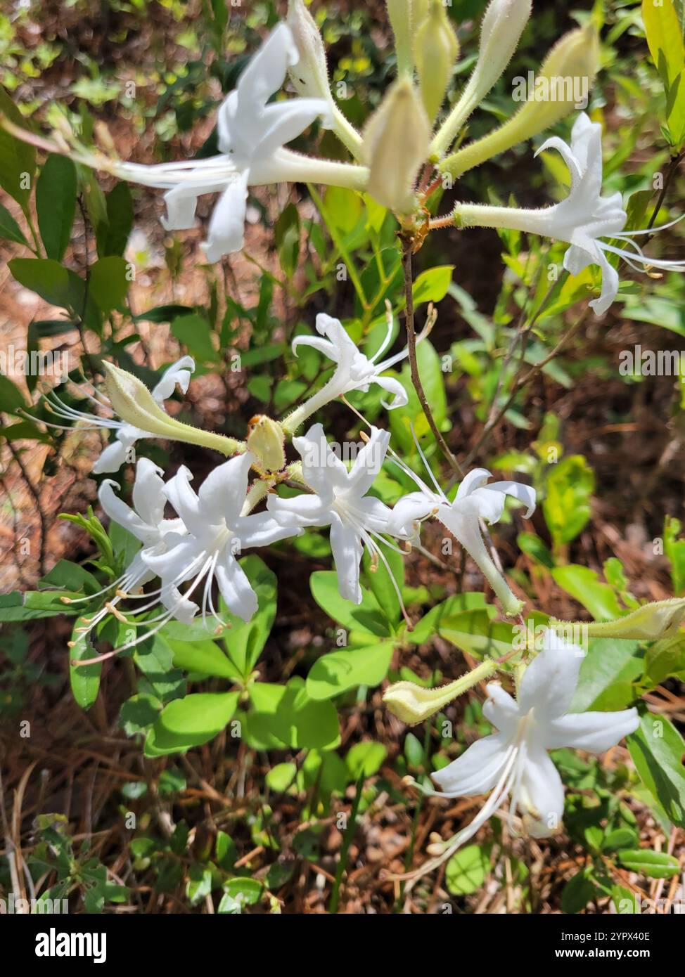 swamp azalea (Rhododendron viscosum Stock Photo - Alamy