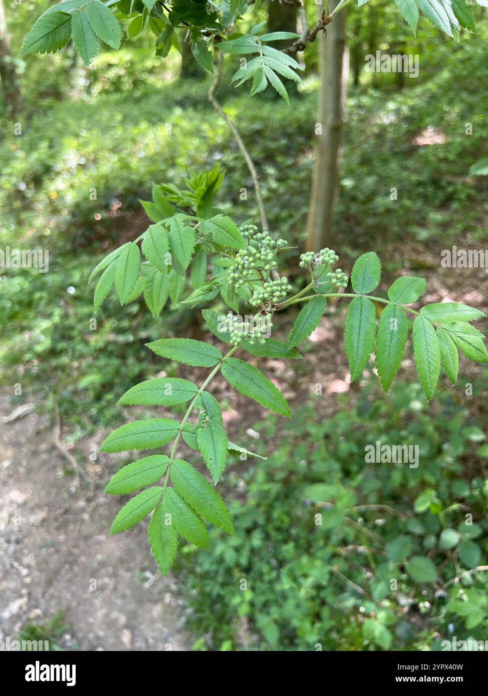 European mountain ash (Sorbus aucuparia Stock Photo - Alamy