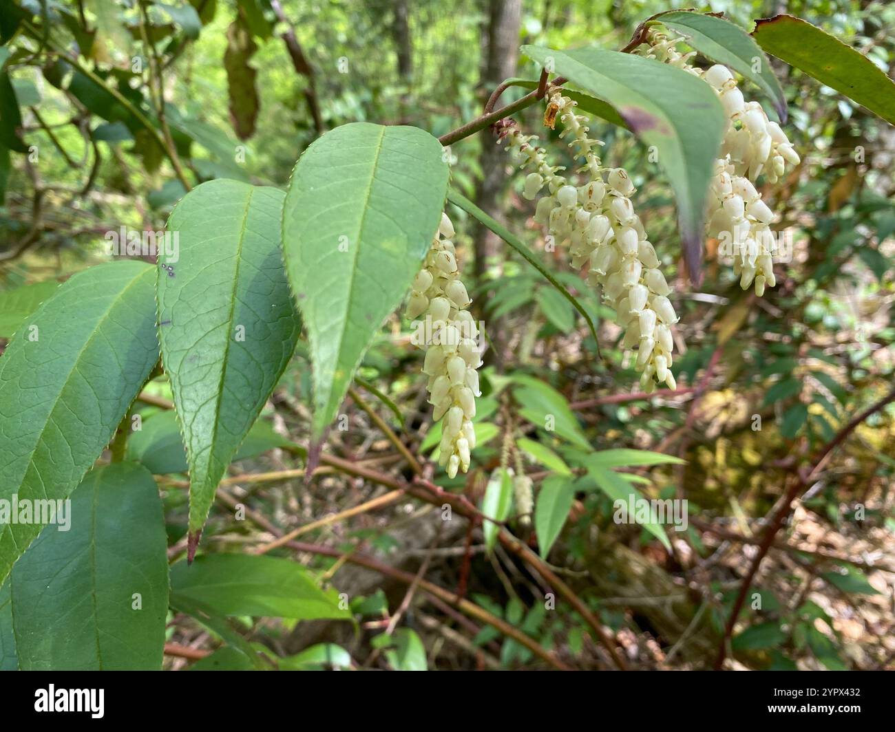 mountain doghobble (Leucothoe fontanesiana Stock Photo - Alamy