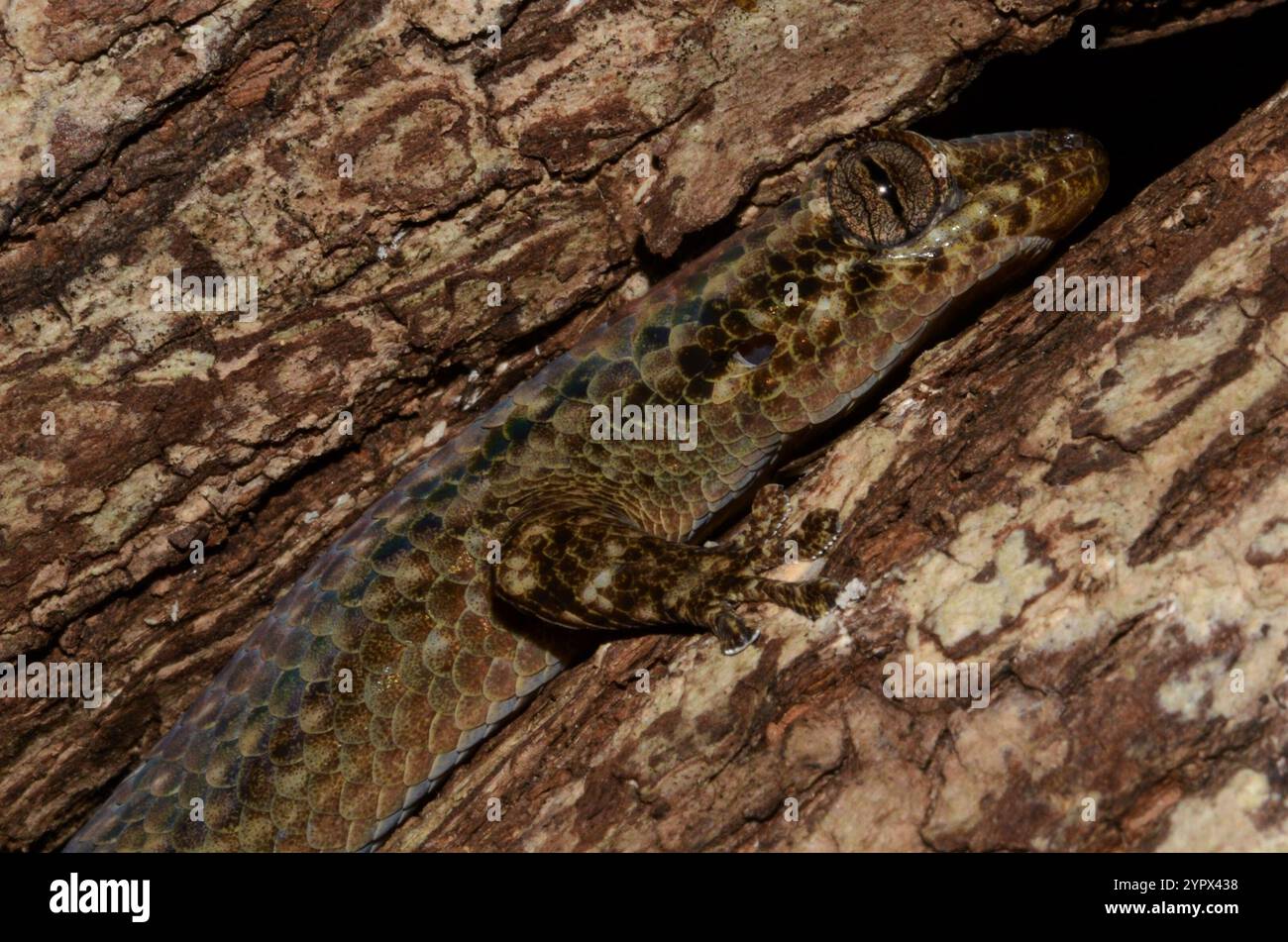 Fish scale gecko geckolepis maculata hi-res stock photography and ...